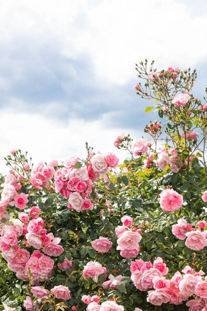 Homepage - Wholehearted Eats